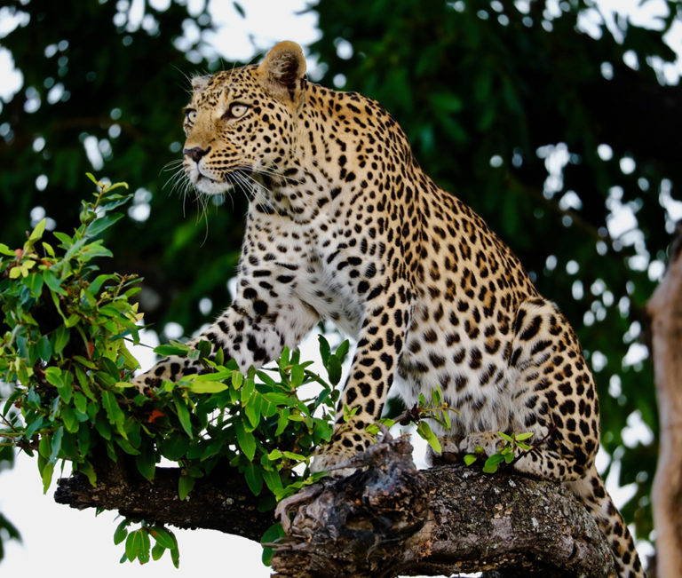 animals – Vermont for Wildlife